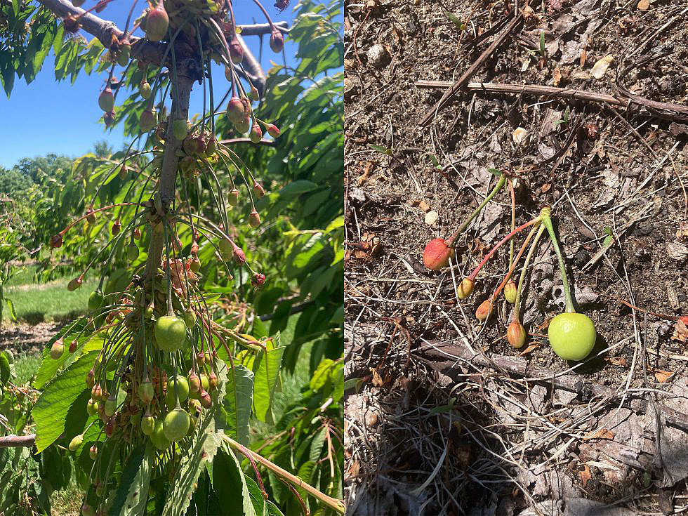 The June Cherry Drop: Breaking the Heart of a Cherry Farmer by Phil ...